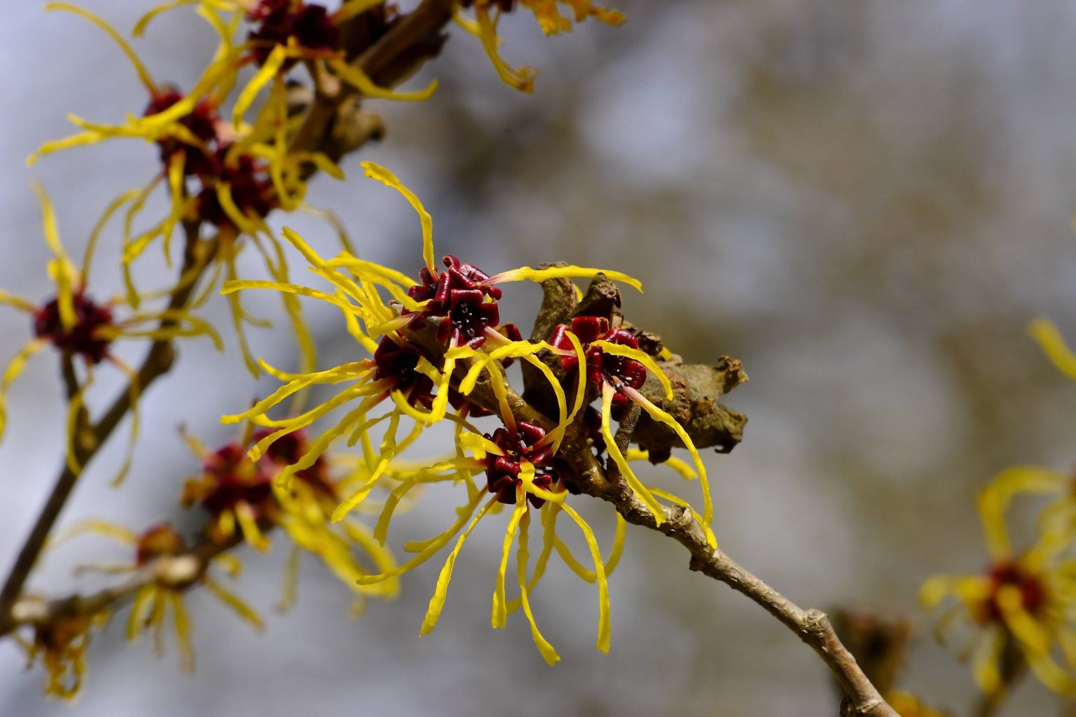 Winter Plants for North Texas- A Guide for 2023
