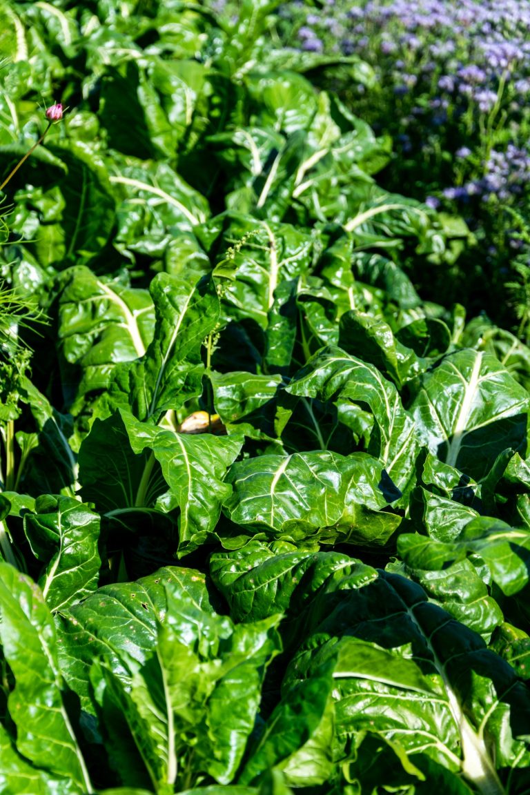 What Plants Will Survive Winter in a Container?