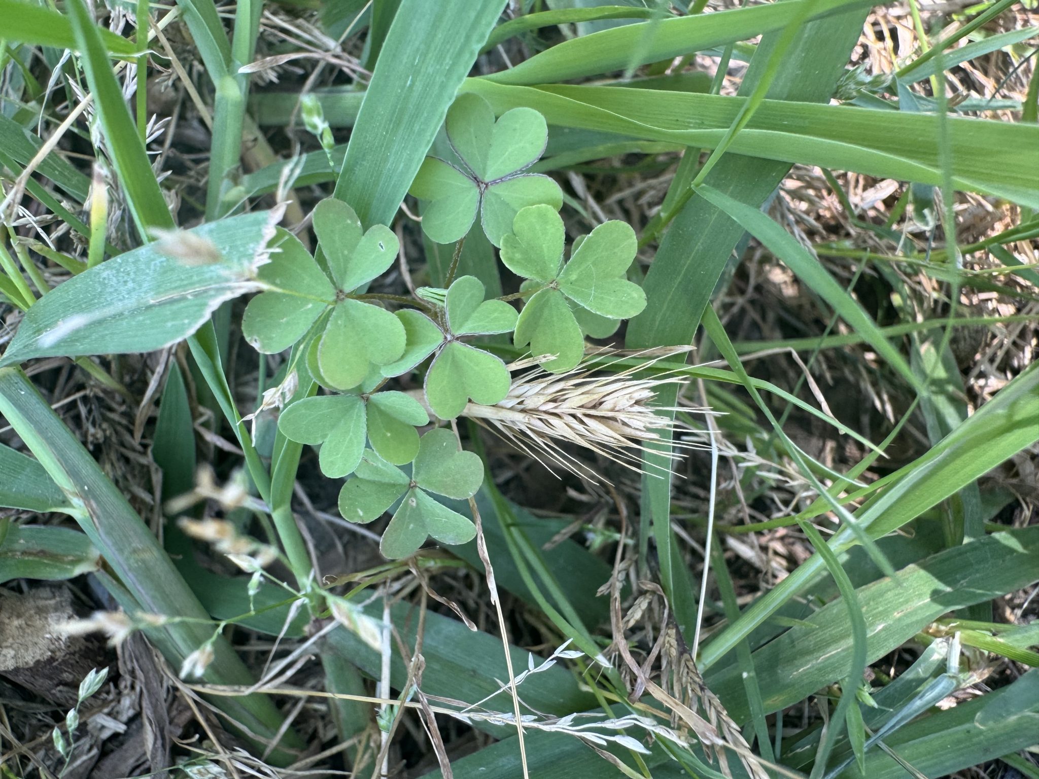 What is Post Emergent Herbicide? How it Works & When to Use